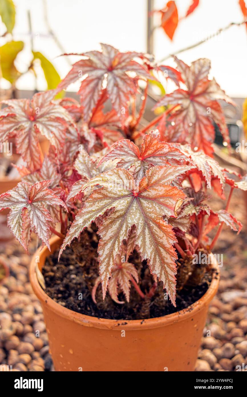Begonia griffithiana, in pot Stock Photo - Alamy