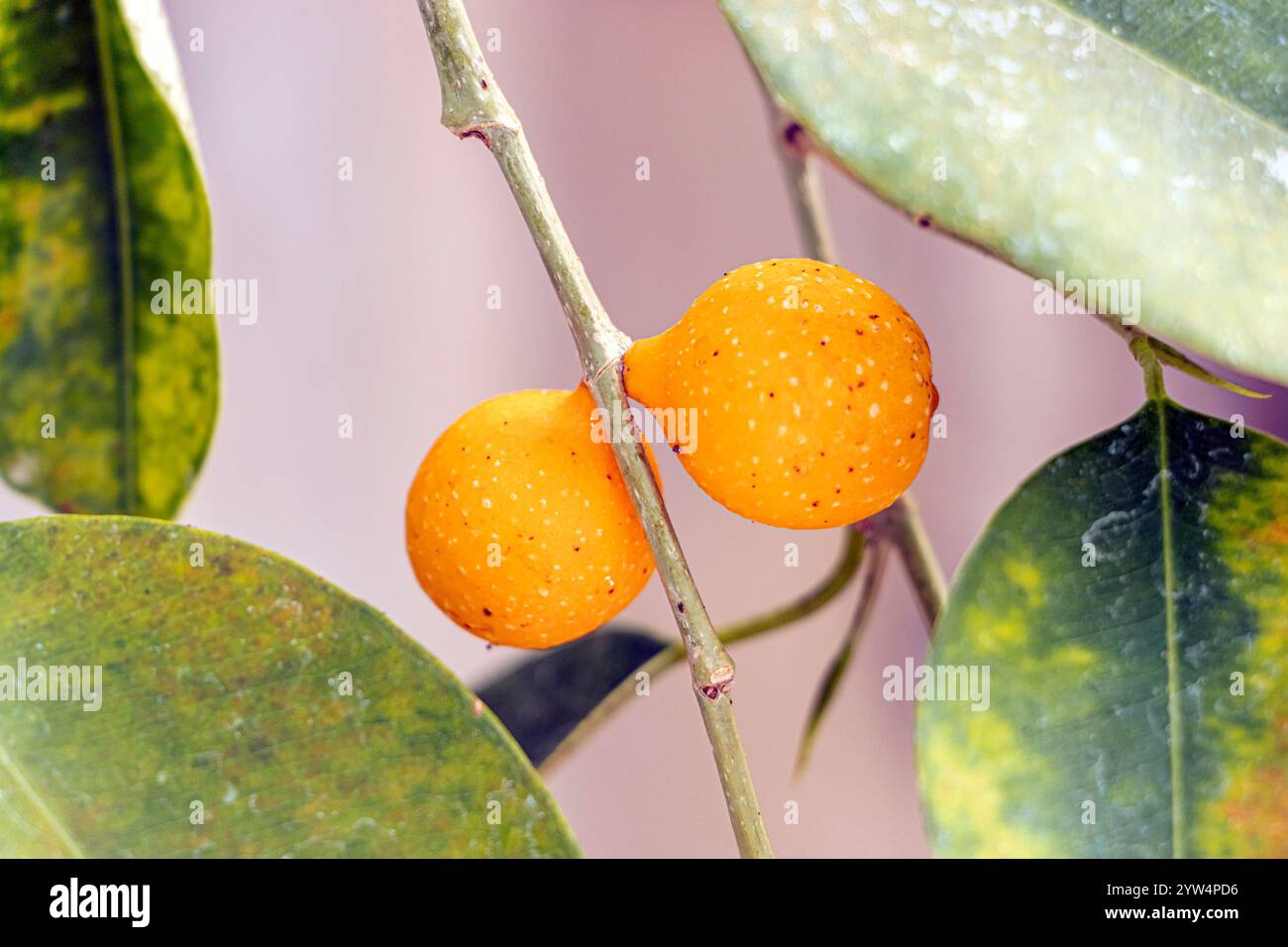 Chinese banyan, Ficus microcarpa, fruit Stock Photo - Alamy