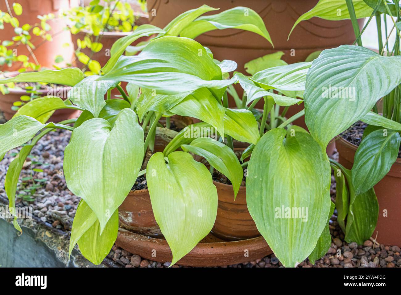 Amazon lily, Eucharis amazonica, leaves Stock Photo - Alamy