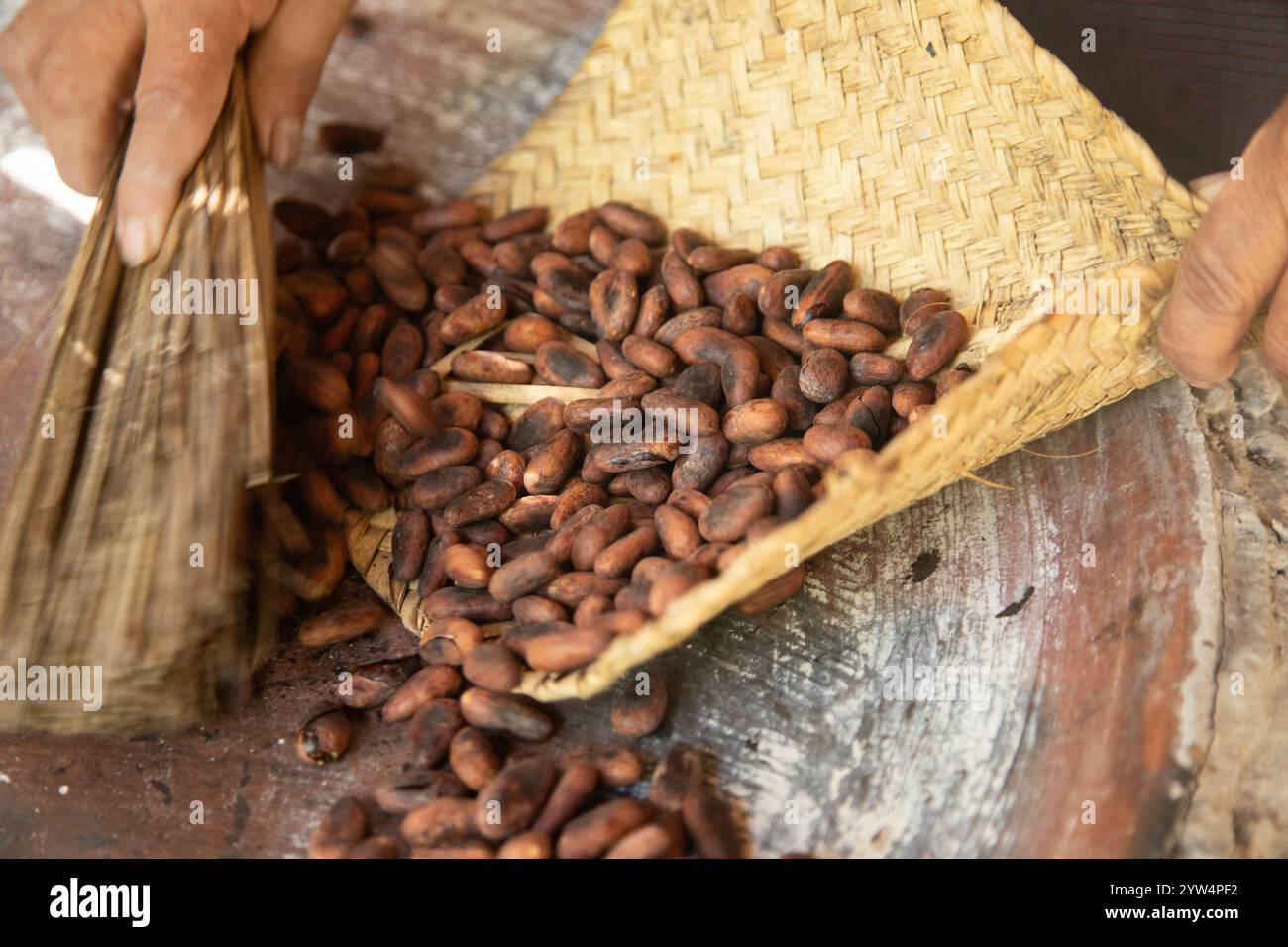 A woman in Oaxaca Mexico roasting cocoa beans on a comal in a wood ...
