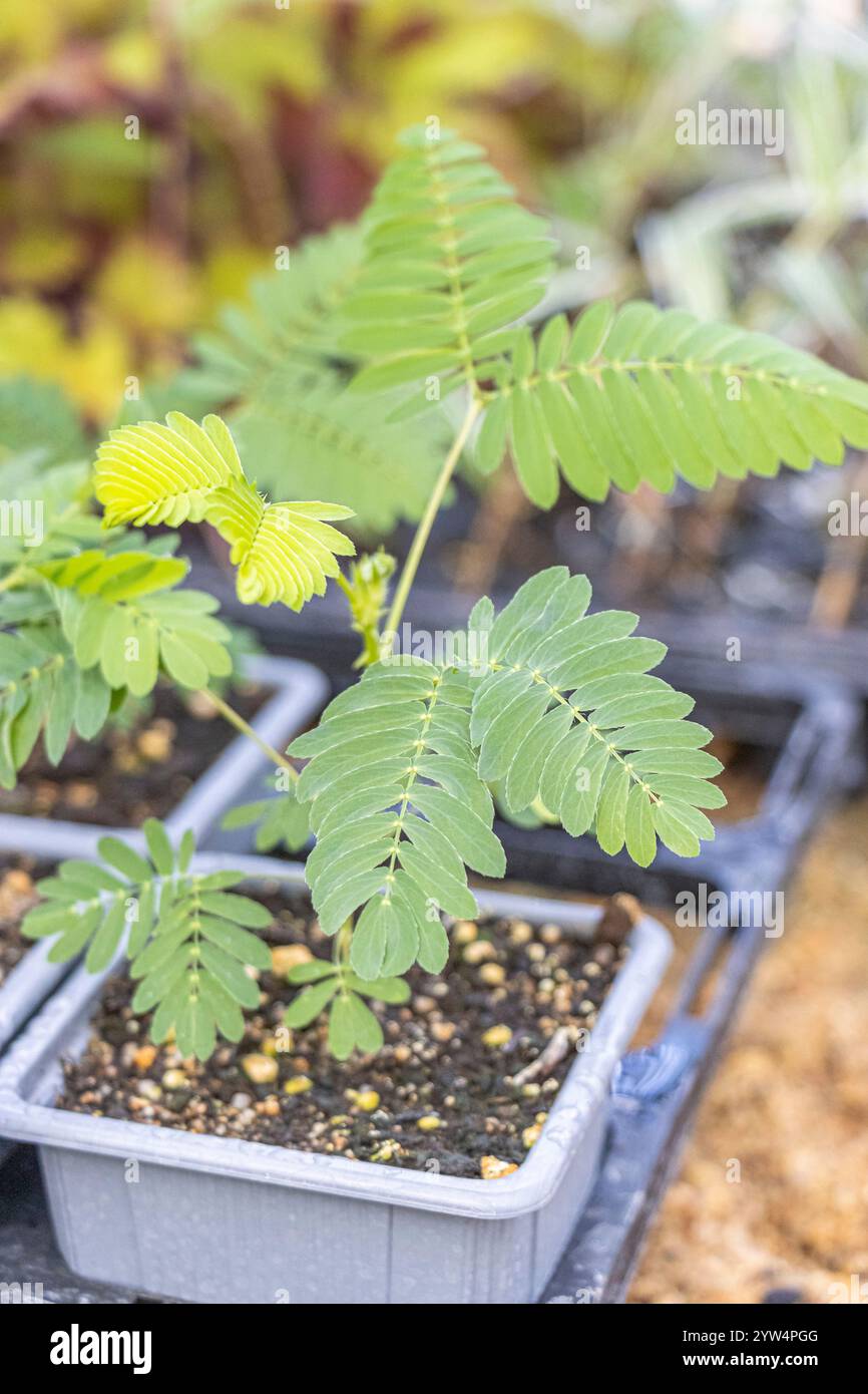 Acacia dealbata seedlings Stock Photo - Alamy
