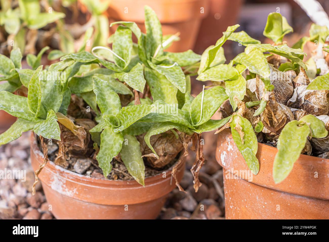 Silver Squill, Ledebouria pauciflora Stock Photo - Alamy