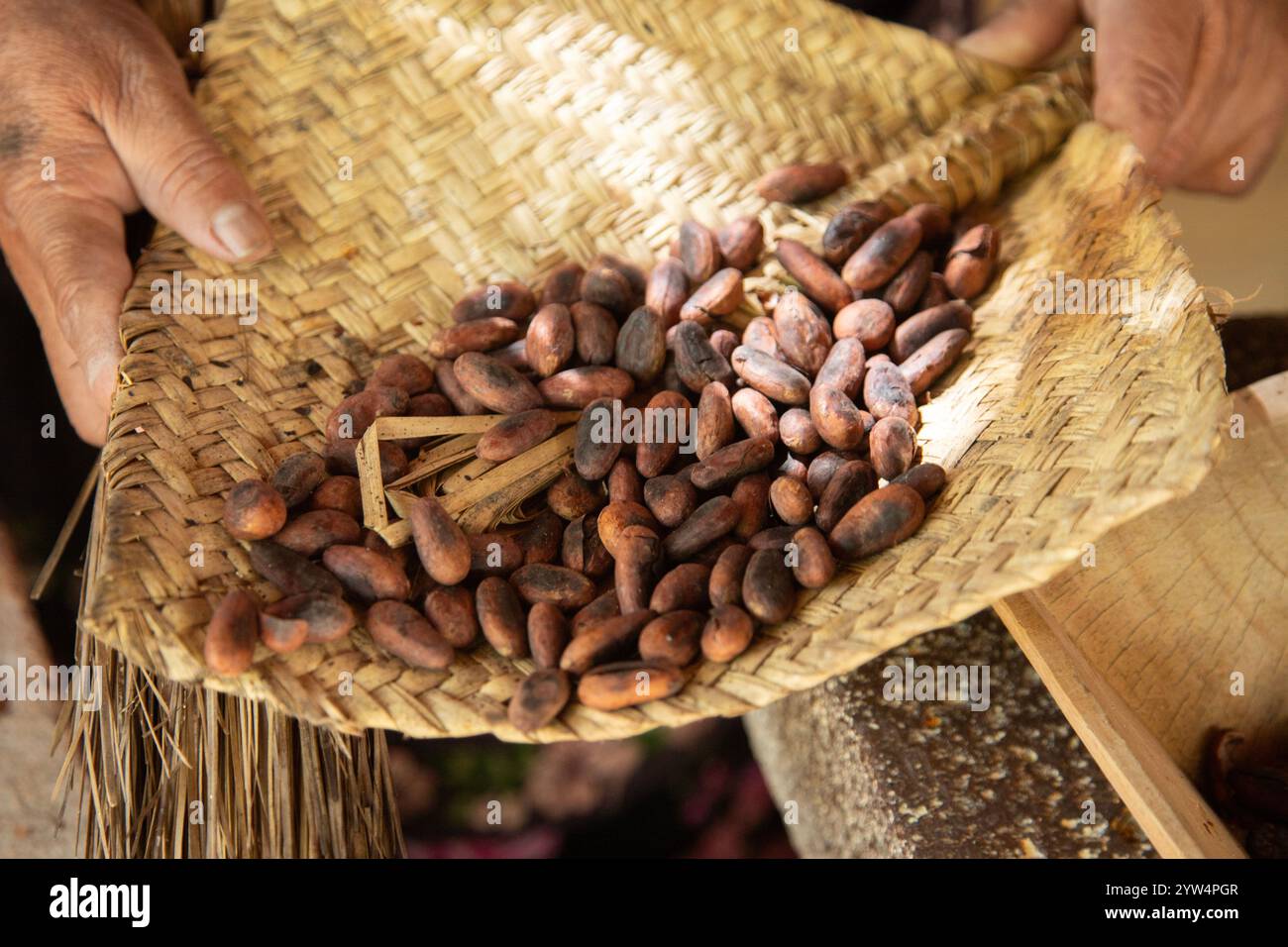 A woman in Oaxaca Mexico roasting cocoa beans on a comal in a wood ...
