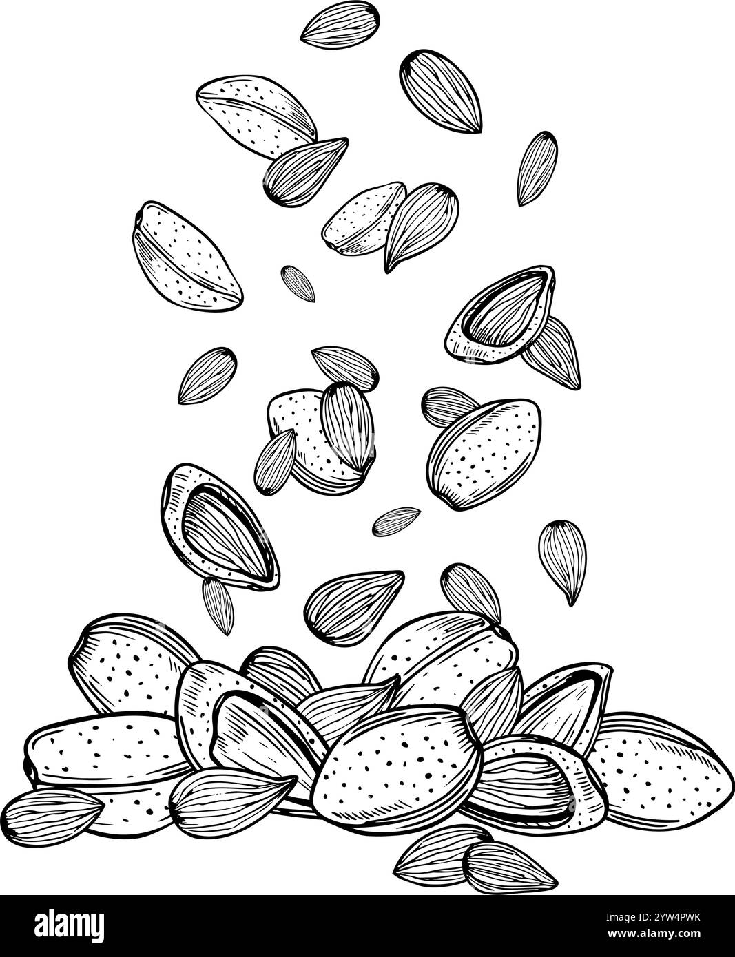 Almond black Stock Vector Images - Alamy