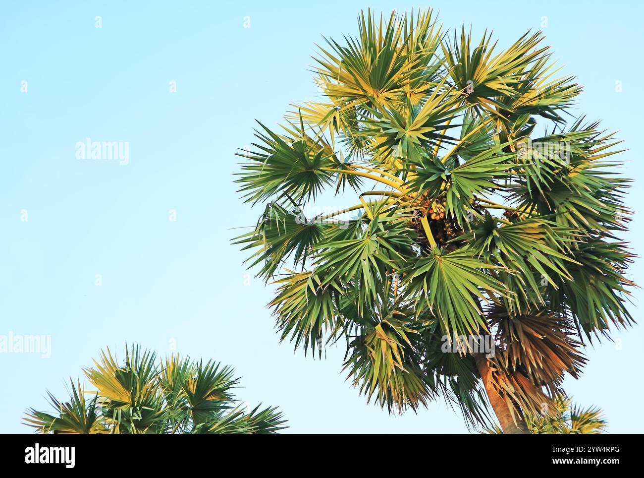 Tal palm hi-res stock photography and images - Alamy