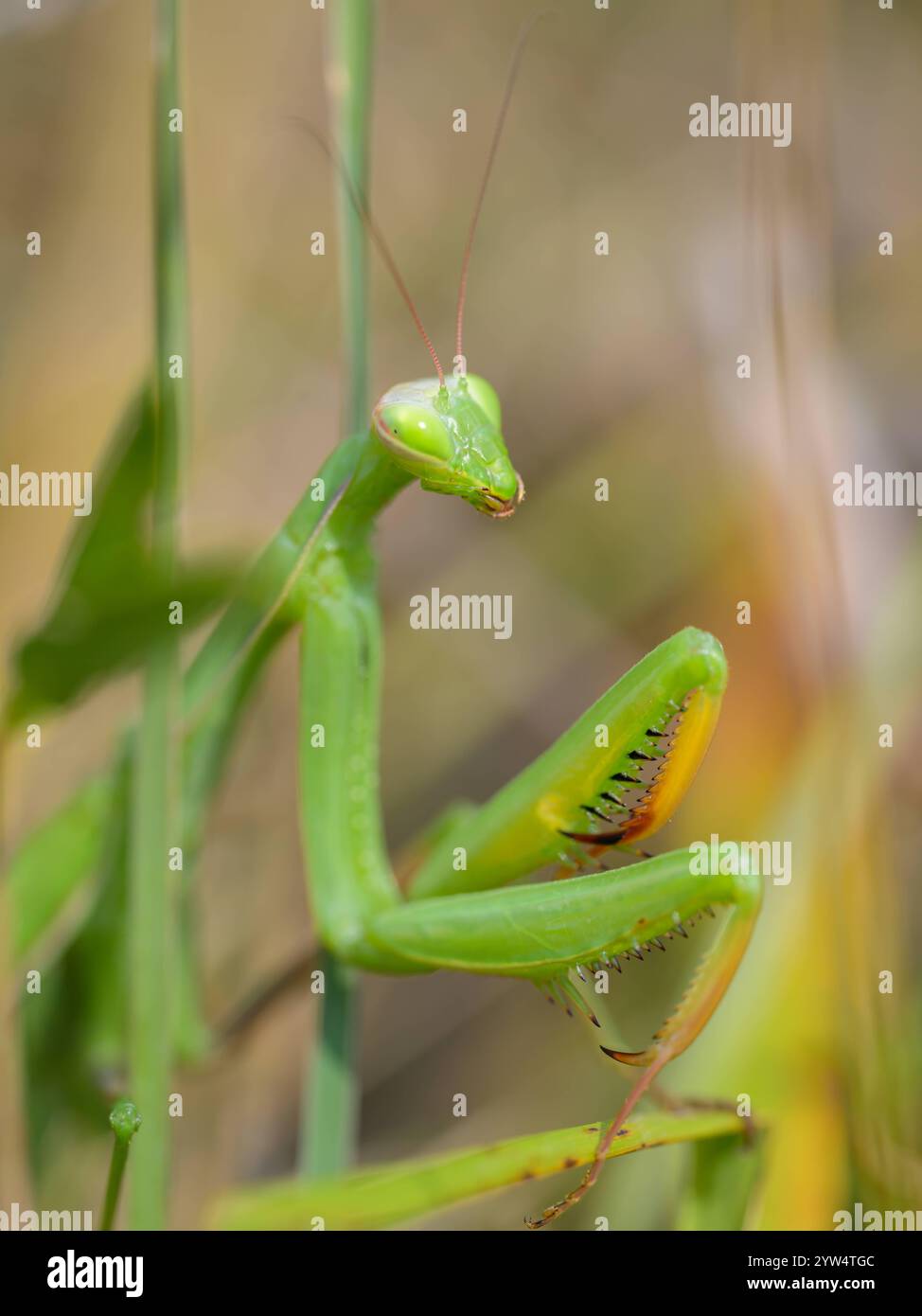 Mantodea arten hi-res stock photography and images - Alamy