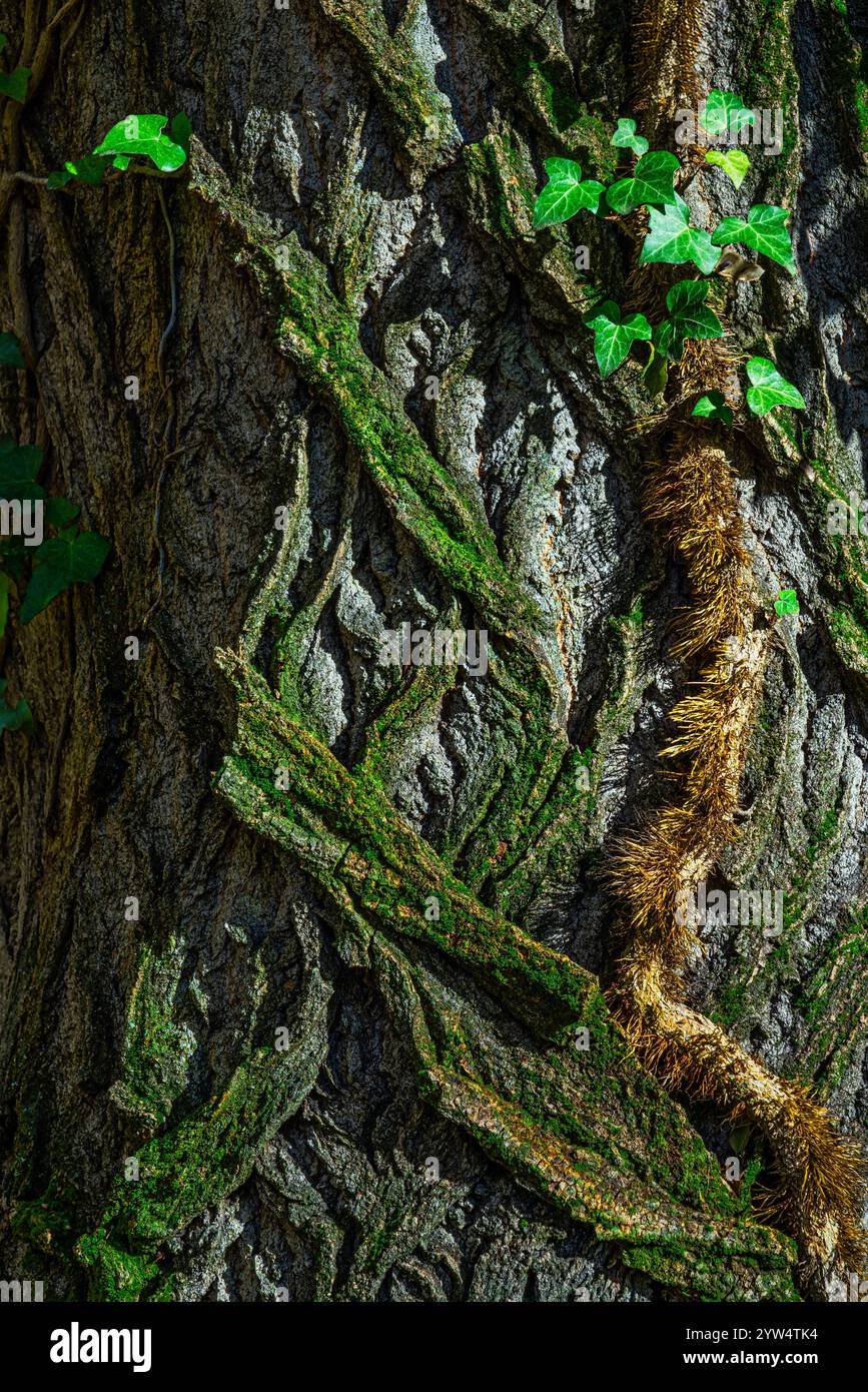 Ivy growing on a tree trunk covered with moss and lichen, creating an ...