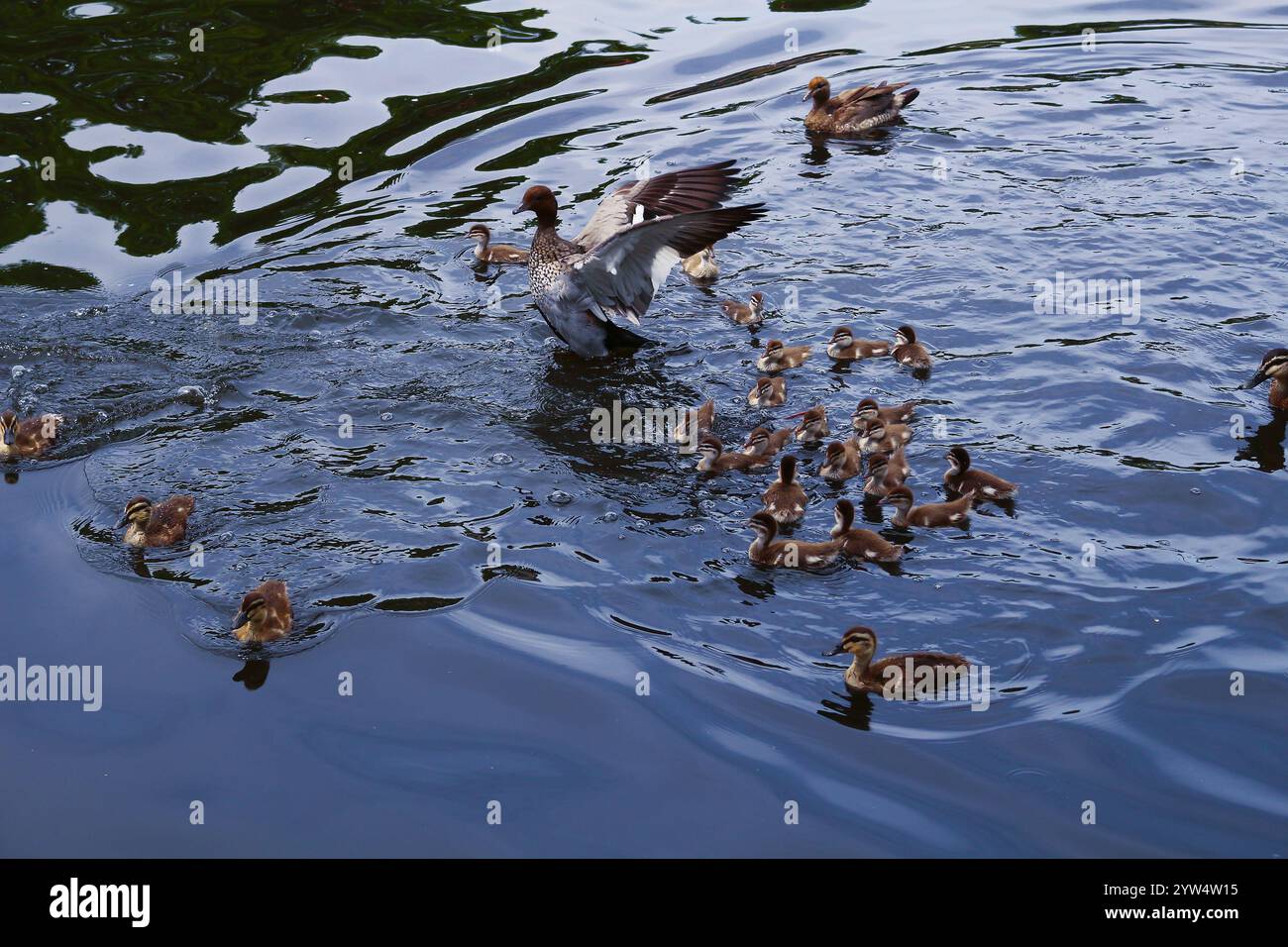 Native birds called Australian maned ducks with a lot of ducklings ...