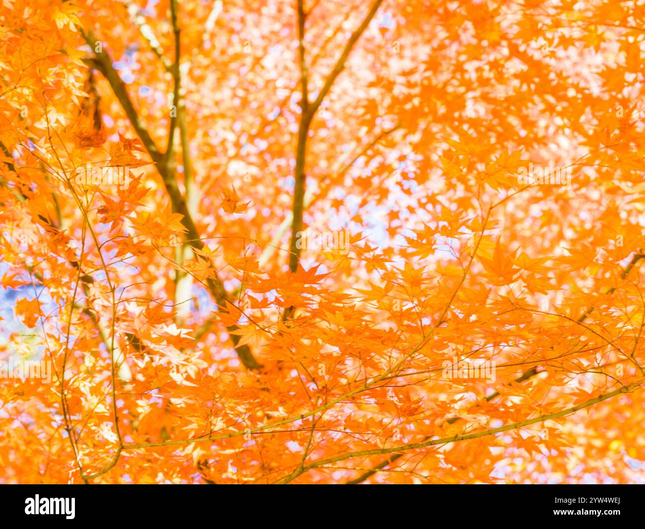 Intense red japanese maple hi-res stock photography and images - Alamy