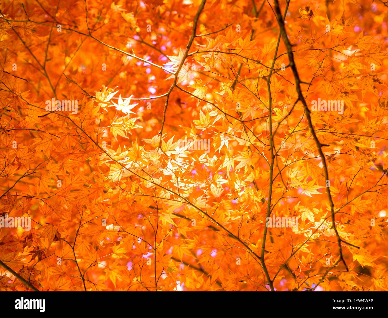 Intense red japanese maple hi-res stock photography and images - Alamy
