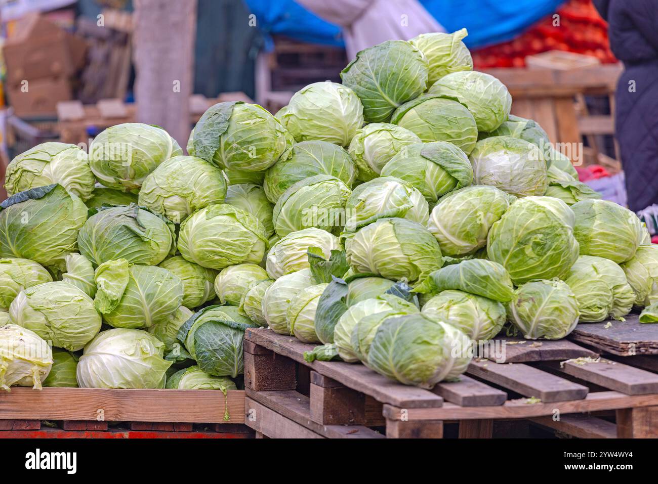 Large Pile of Organic Green Cabbage at Pallet Farmers Market Stock ...