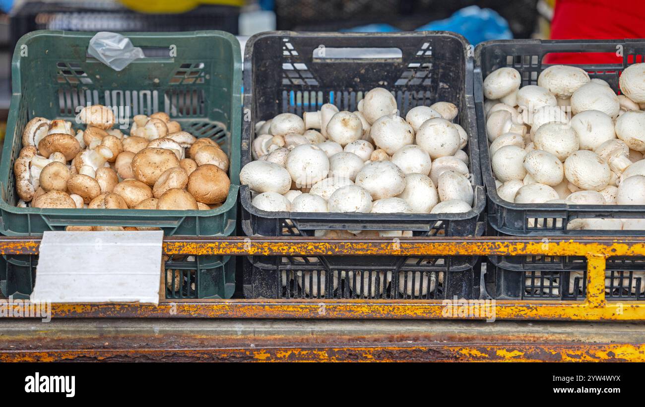 Brown and White Edible Mushrooms in Crates at Farmers Market Stock ...