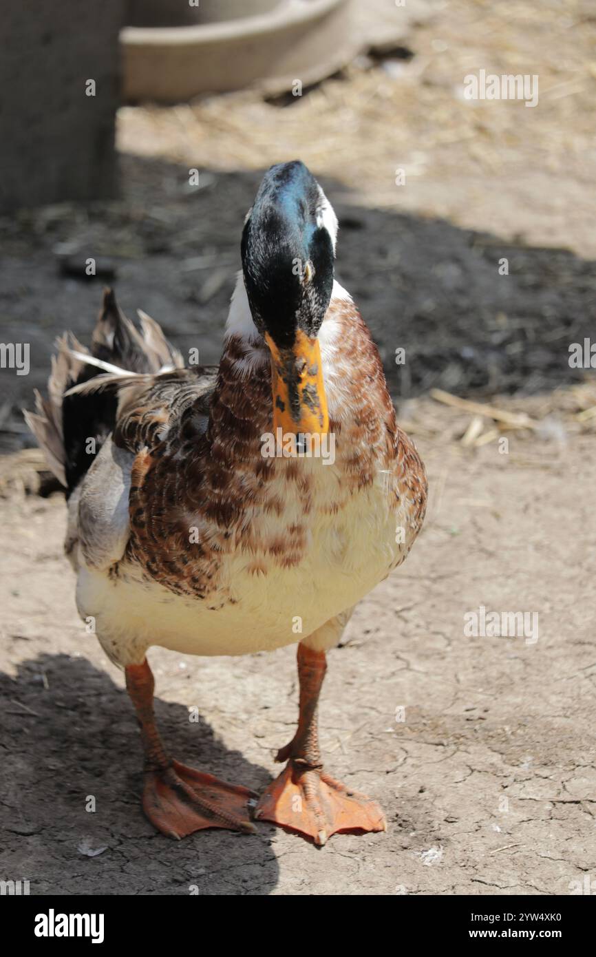 Duck exploring the farmyard ground Stock Photo - Alamy