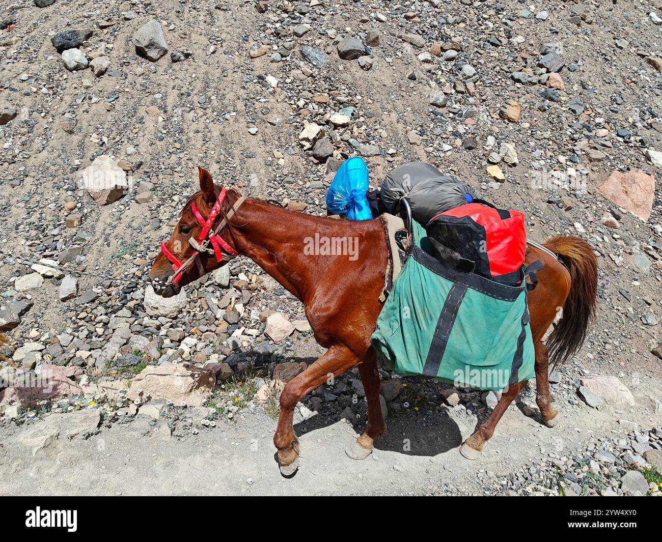 A brown horse transports vibrant bags along a rugged trail in a ...