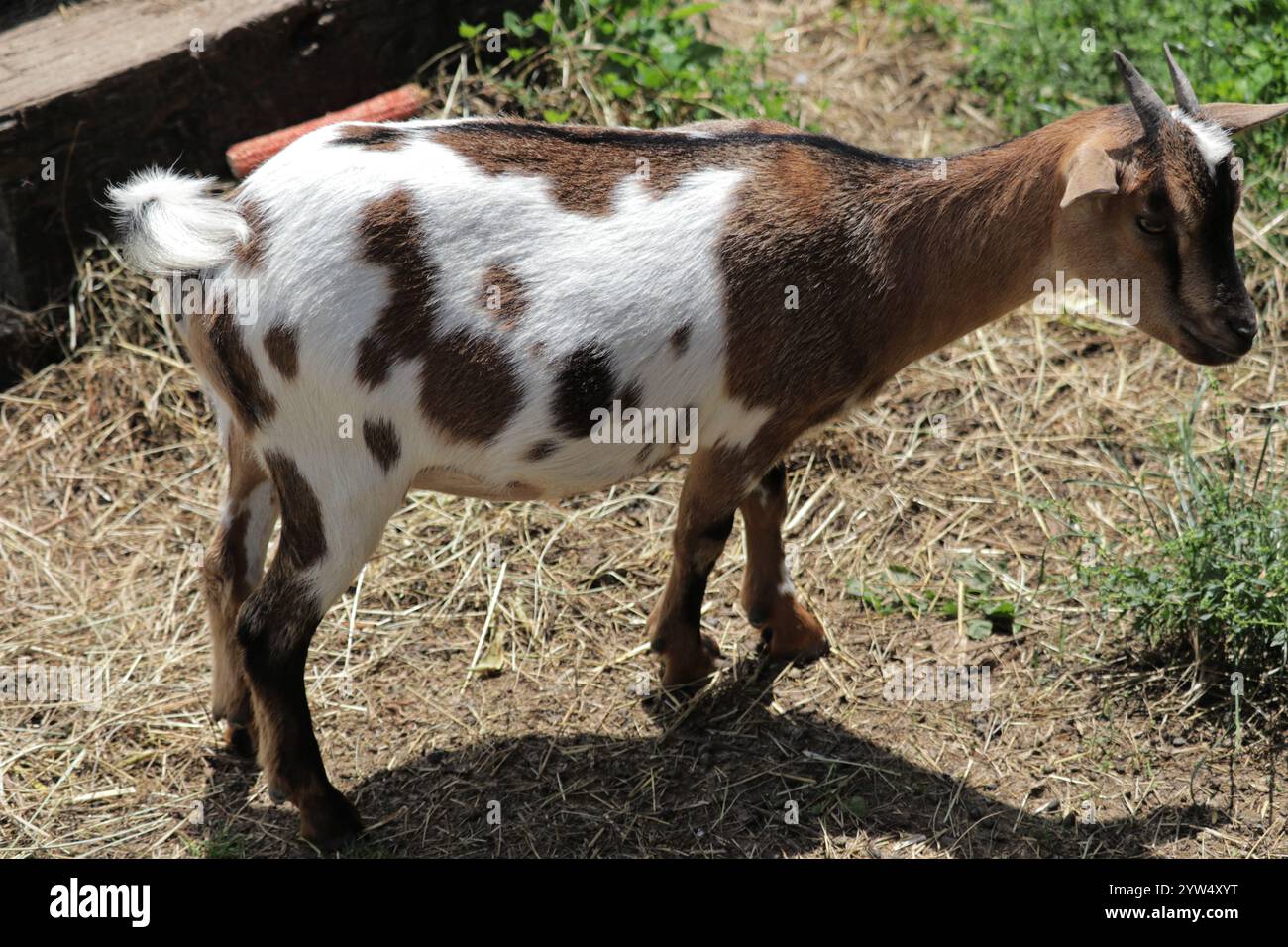 Spotted goat walks through grassy area Stock Photo - Alamy