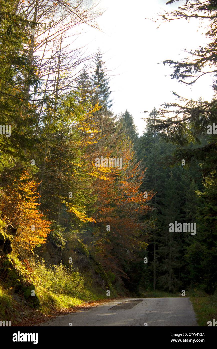 Vibrant fall foliage enhances the scenic drive Stock Photo - Alamy