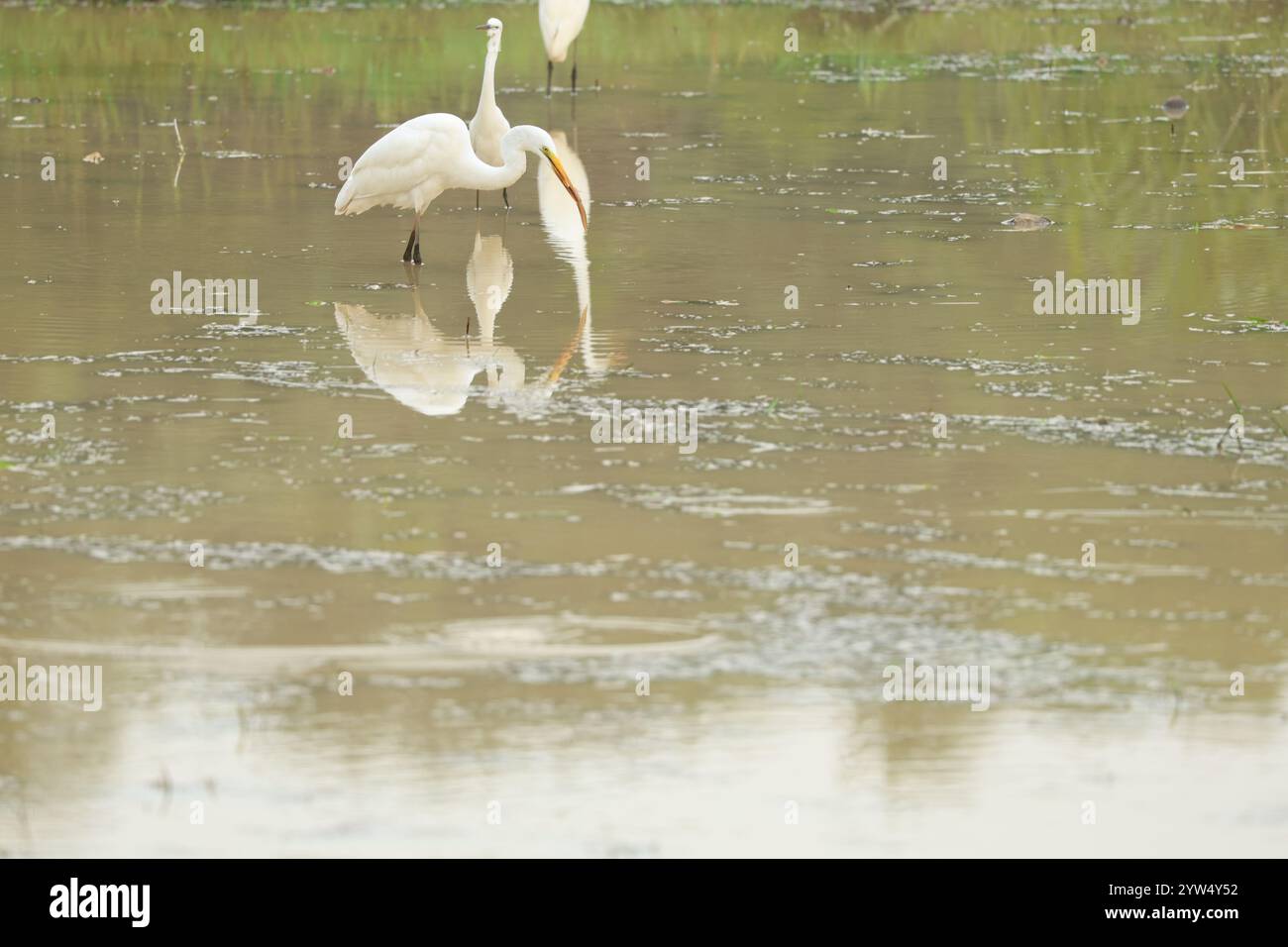 catchy sight of December": Eastern great Egret landing to catch its ...