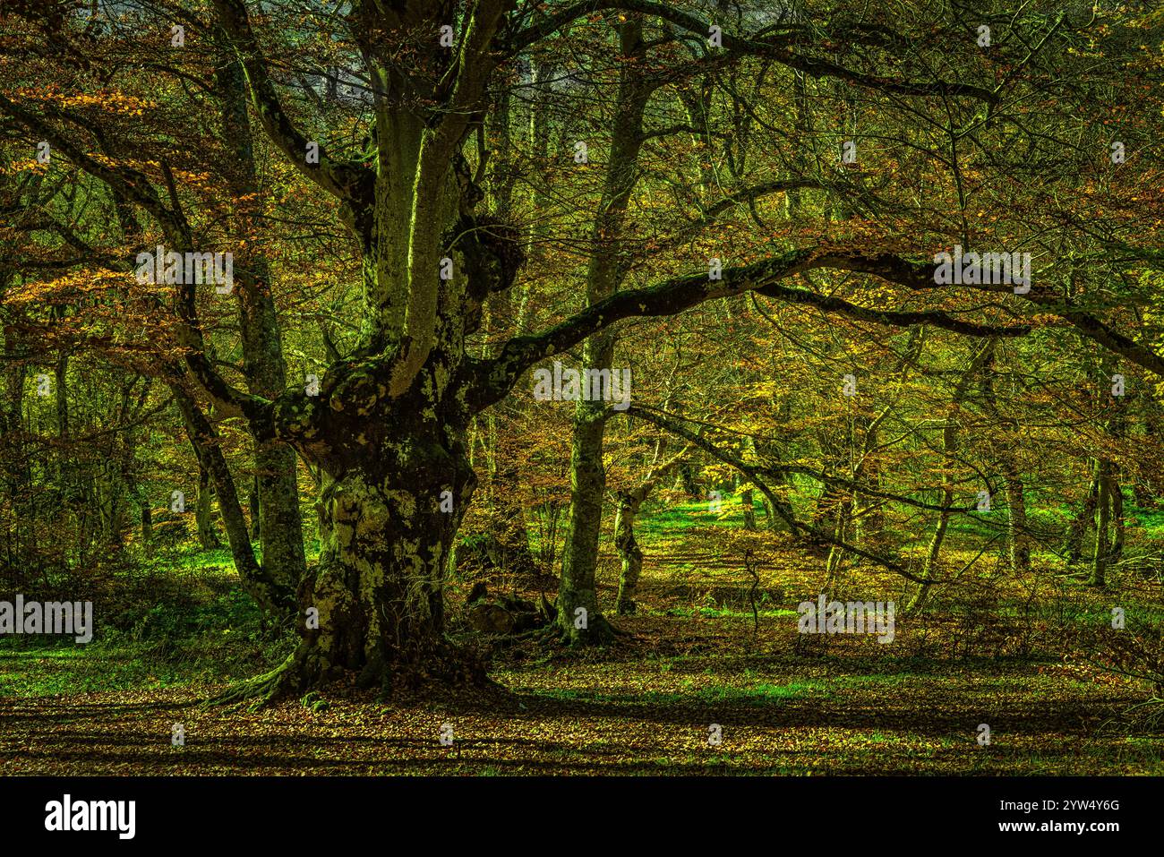 Majestic beech tree in the forest with brown leaves fallen to the ...