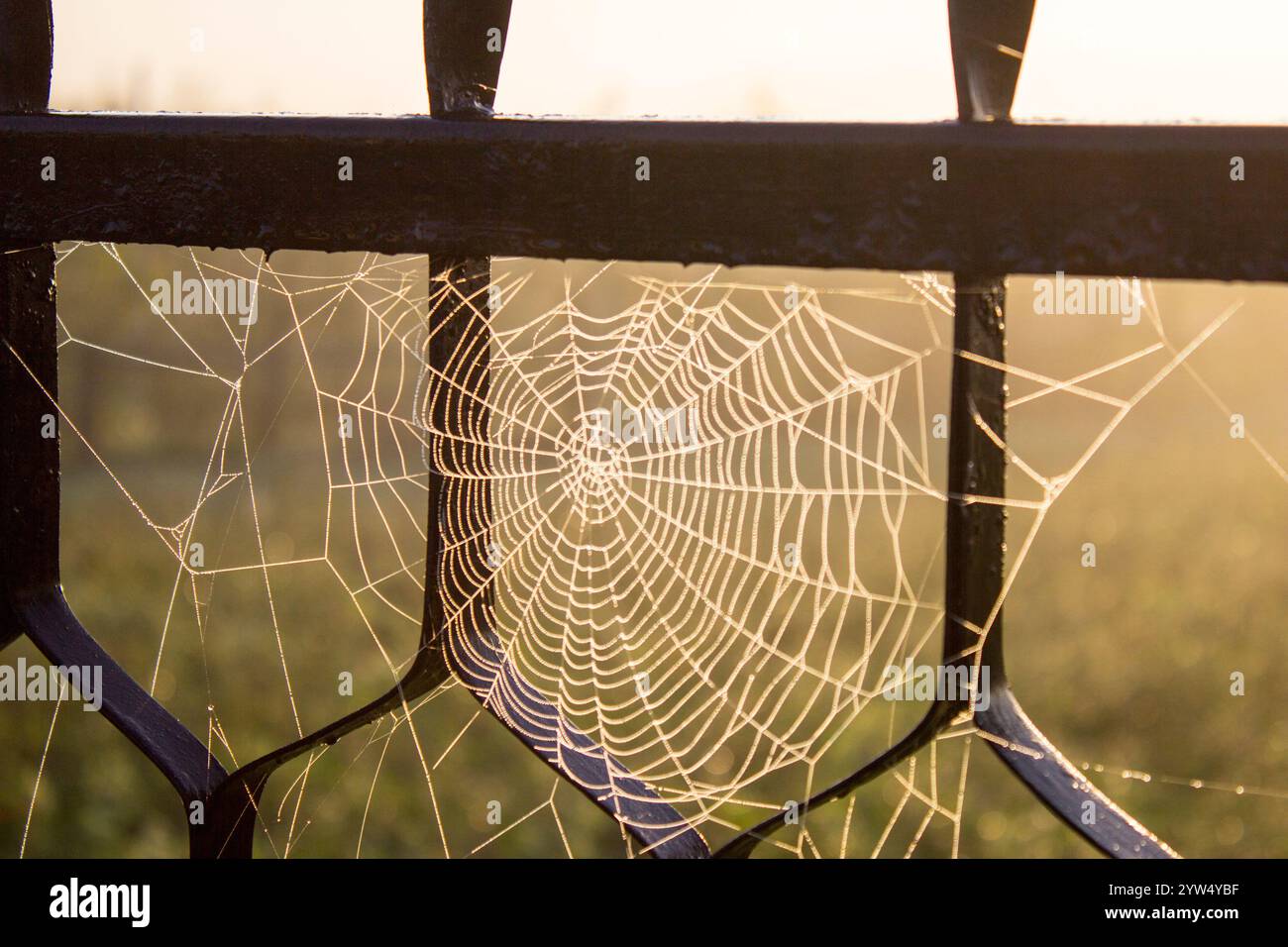 Spider web catches morning light on fence Stock Photo - Alamy