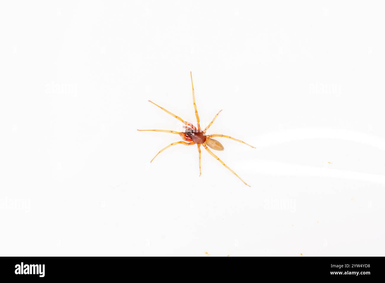 Tamsrudis naktivoris Harpactea rubicunda Family Dysderidae Genus ...