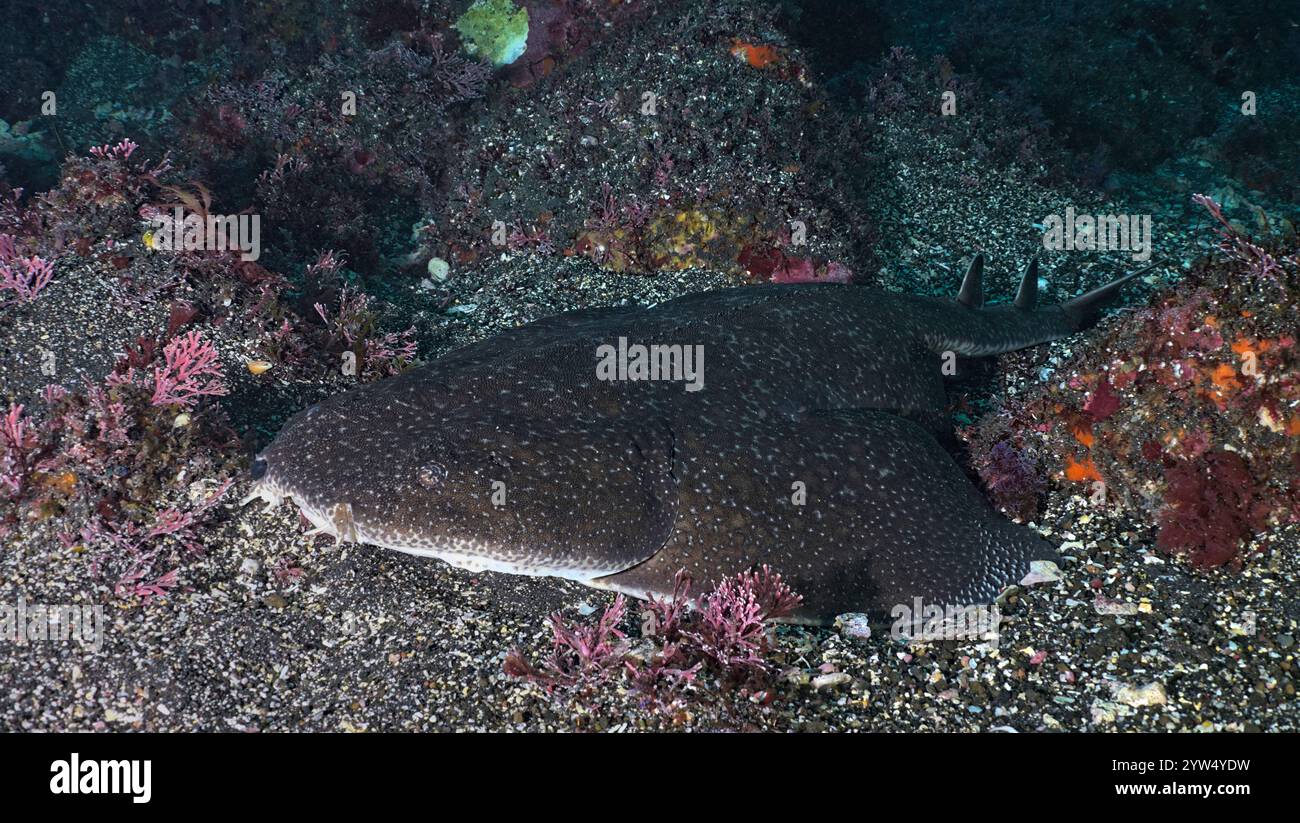 Squatina japonica - Japanese angel shark Stock Photo - Alamy