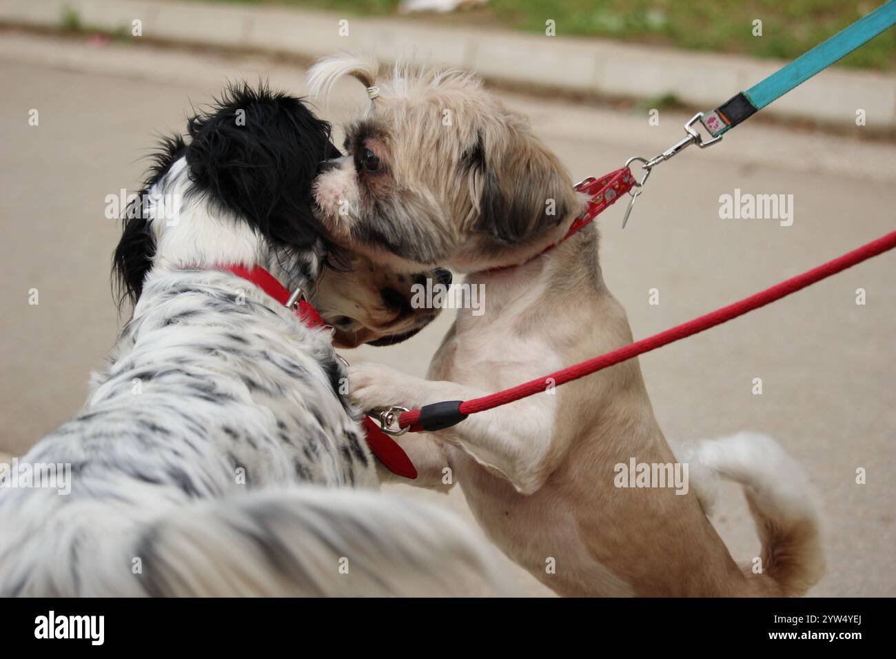 Two dogs leash leashes hi-res stock photography and images - Alamy