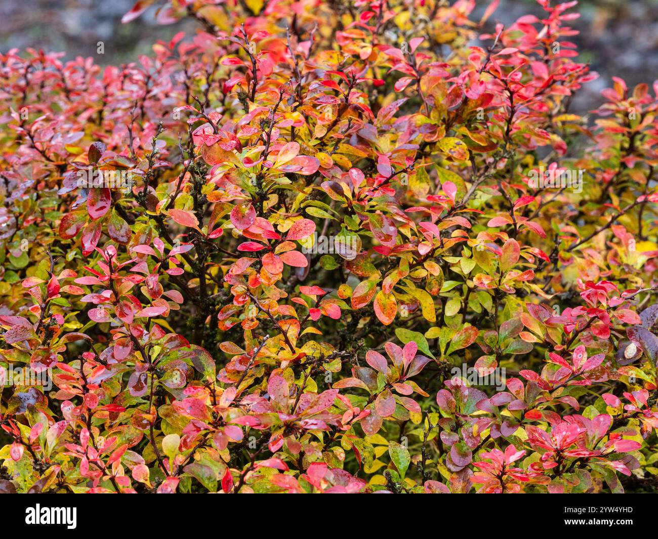 Red / orange autumn foliage of the compact hardy Japanese barberry ...