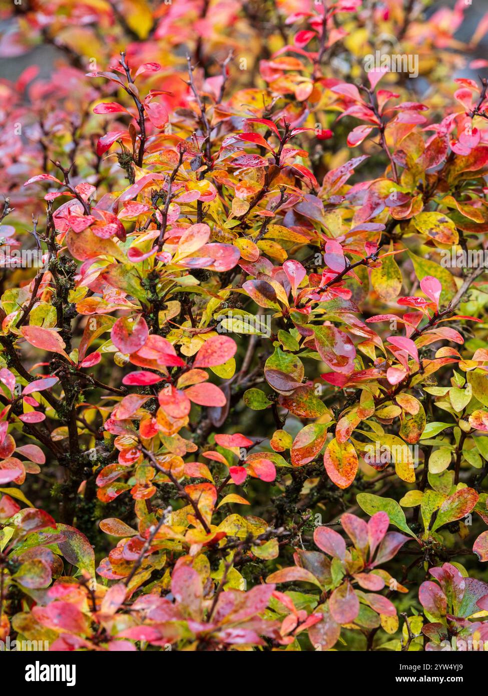 Berberis thunbergii red compact hi-res stock photography and images - Alamy