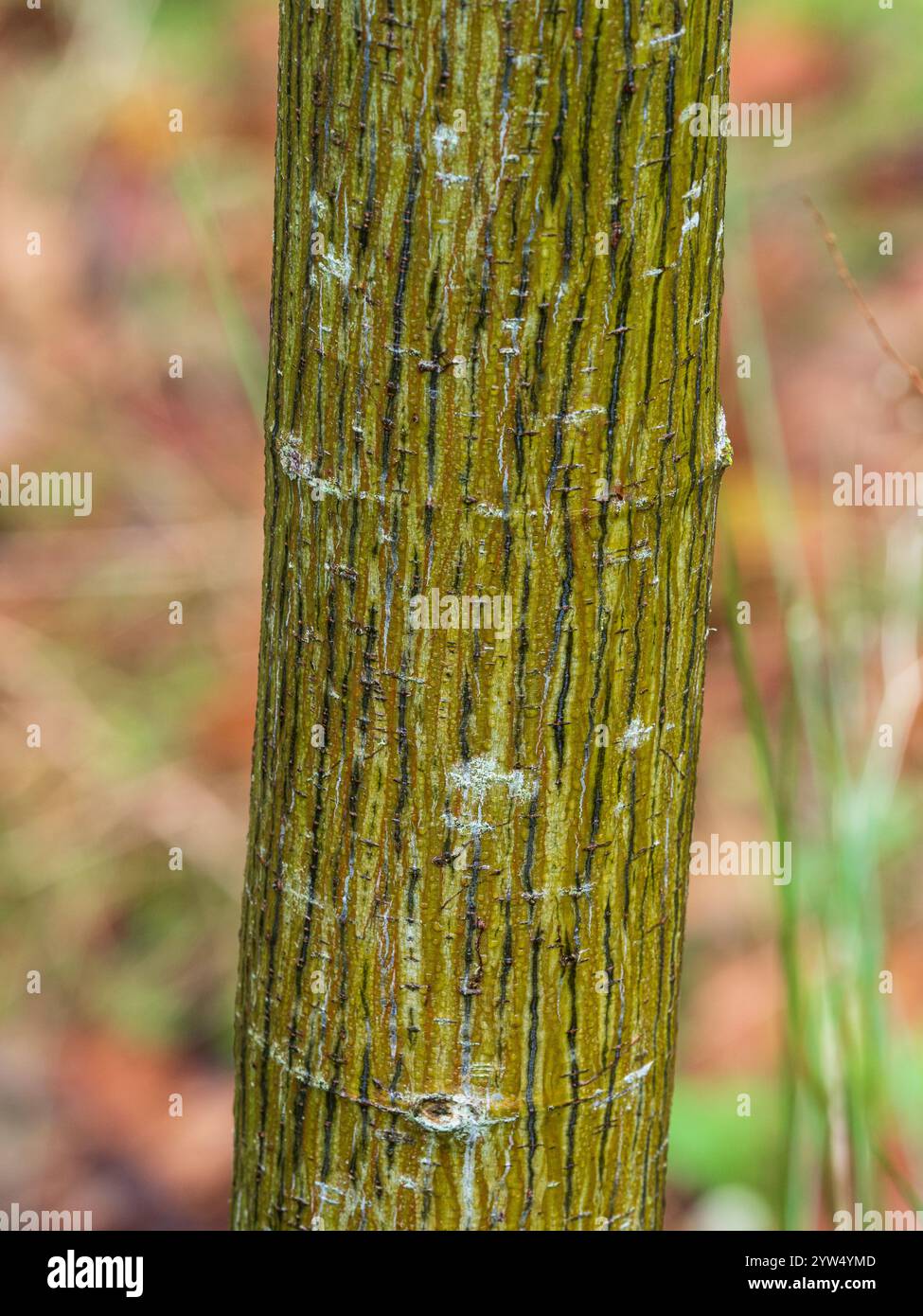 Colourful striped bark of the hardy deciduous snake bark maple, Acer ...