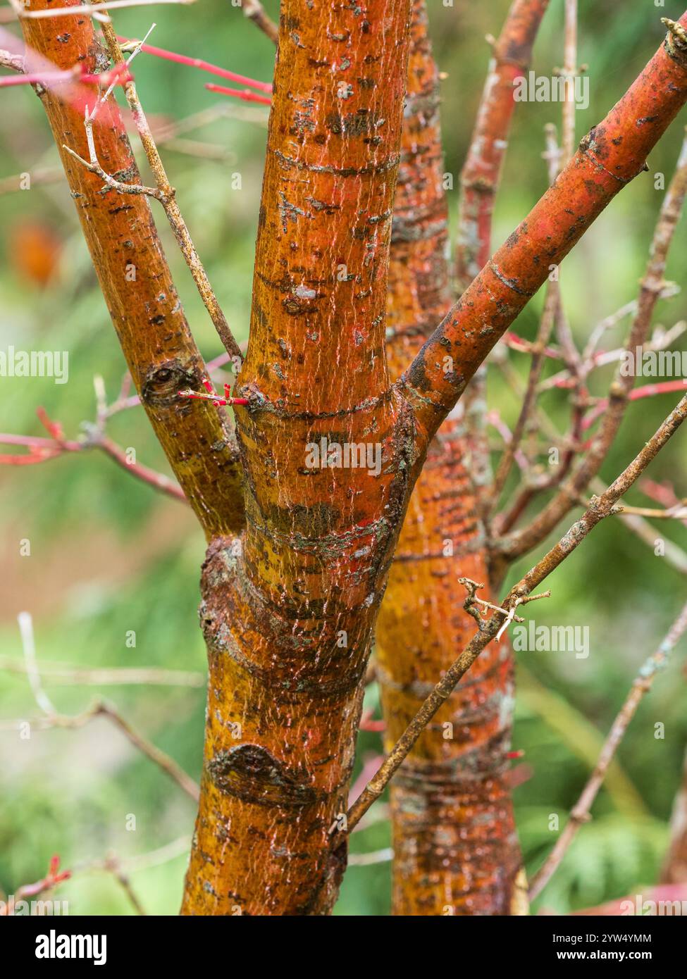 Red bark of the hardy Japanese maple tree, Acer palmatum 'Eddisbury ...