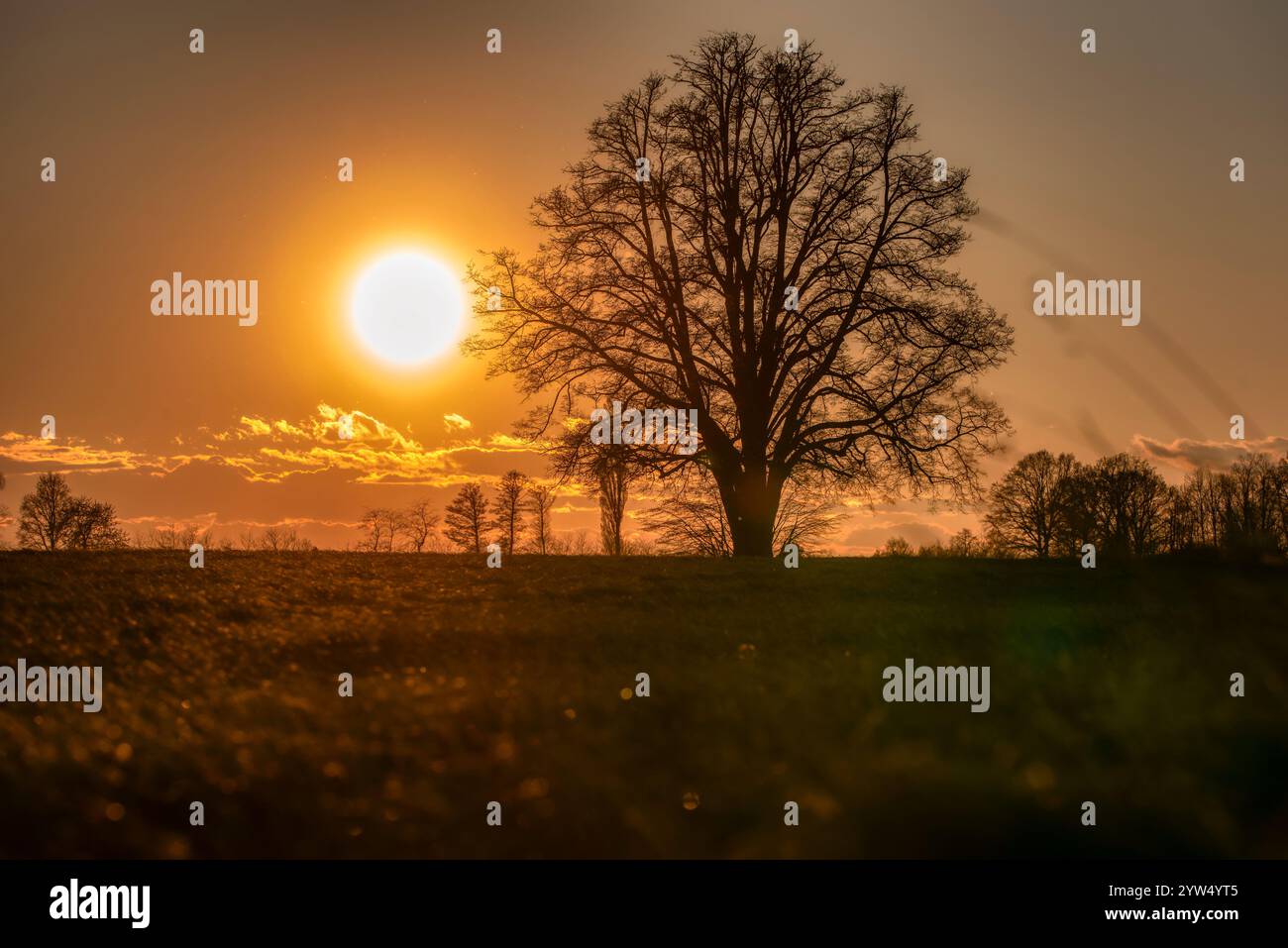 Lone tree in middle of open field at sunset beautiful sky clouds in ...