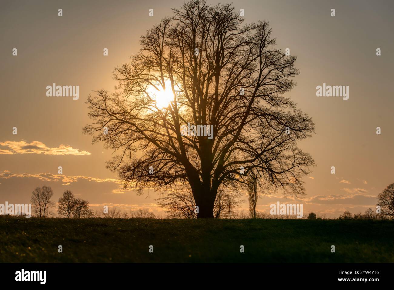 Lone tree in middle of open field at sunset beautiful sky clouds in ...