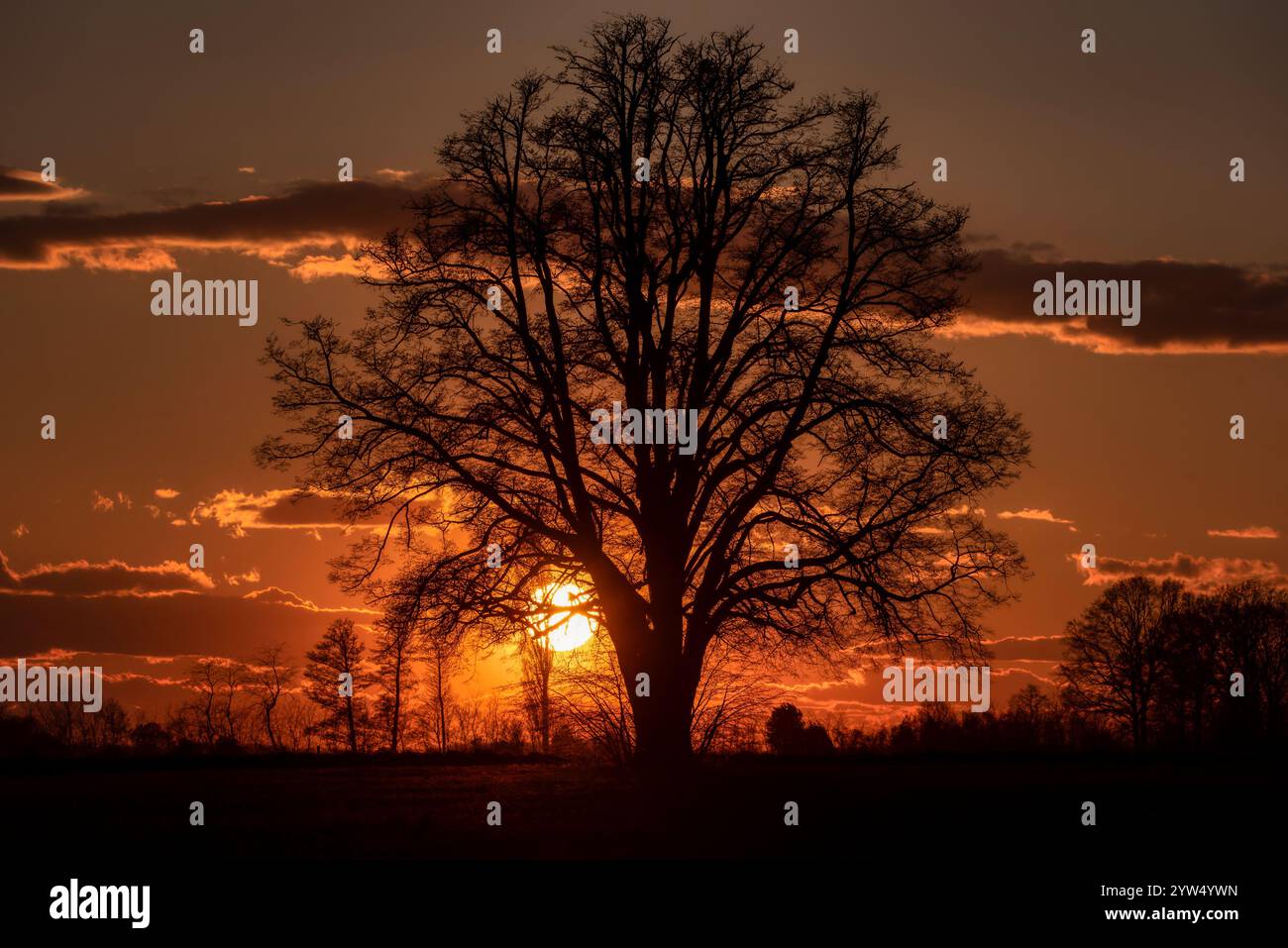 Lone tree in middle of open field at sunset beautiful sky clouds in ...