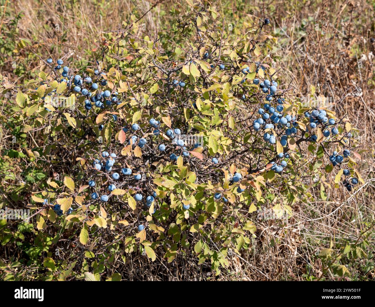 The image features a bush adorned with blue blackthorn fruits Stock ...