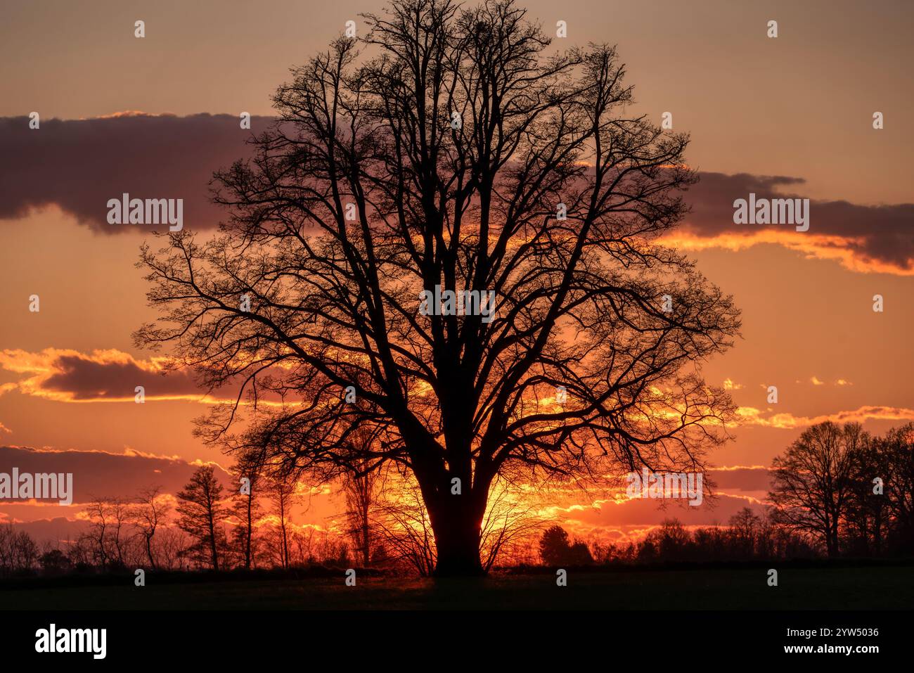 Lone tree in middle of open field at sunset beautiful sky clouds in ...