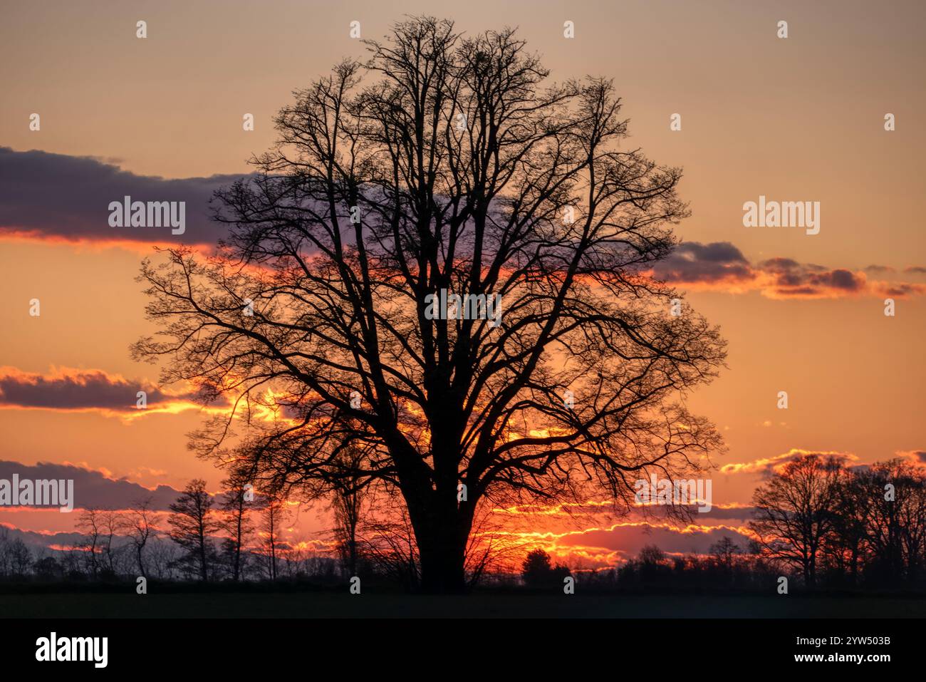 Lone tree in middle of open field at sunset beautiful sky clouds in ...