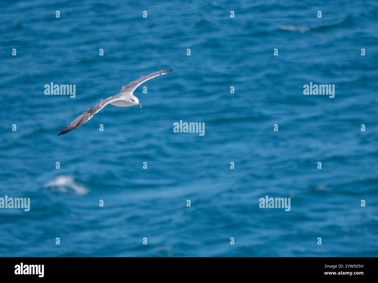 Seagull flying with blue sky background. sky and bird bottom up view ...