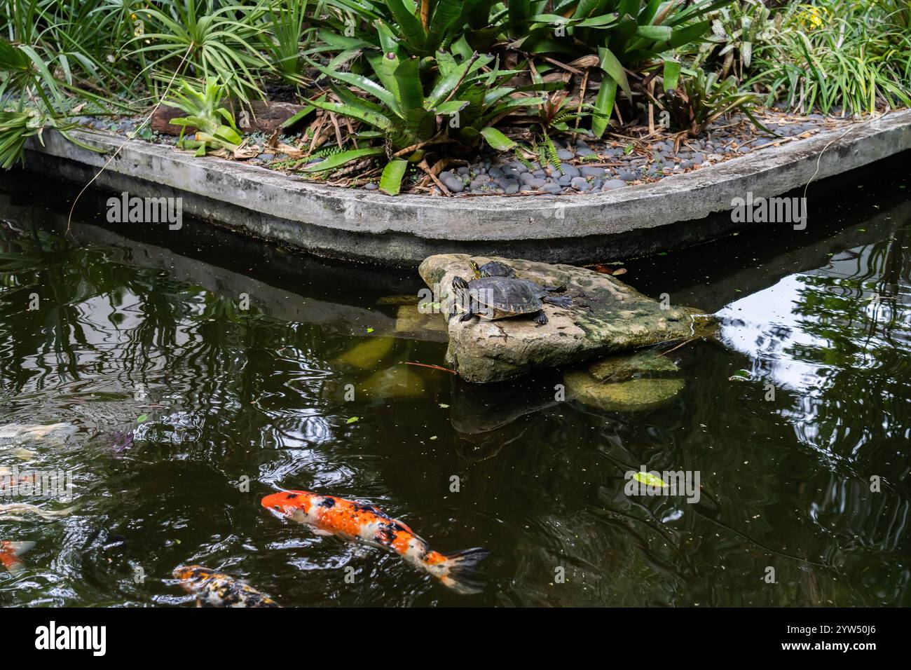 Miami Beach Botanical Garden in South Beach, Miami, Florida. Pond with ...