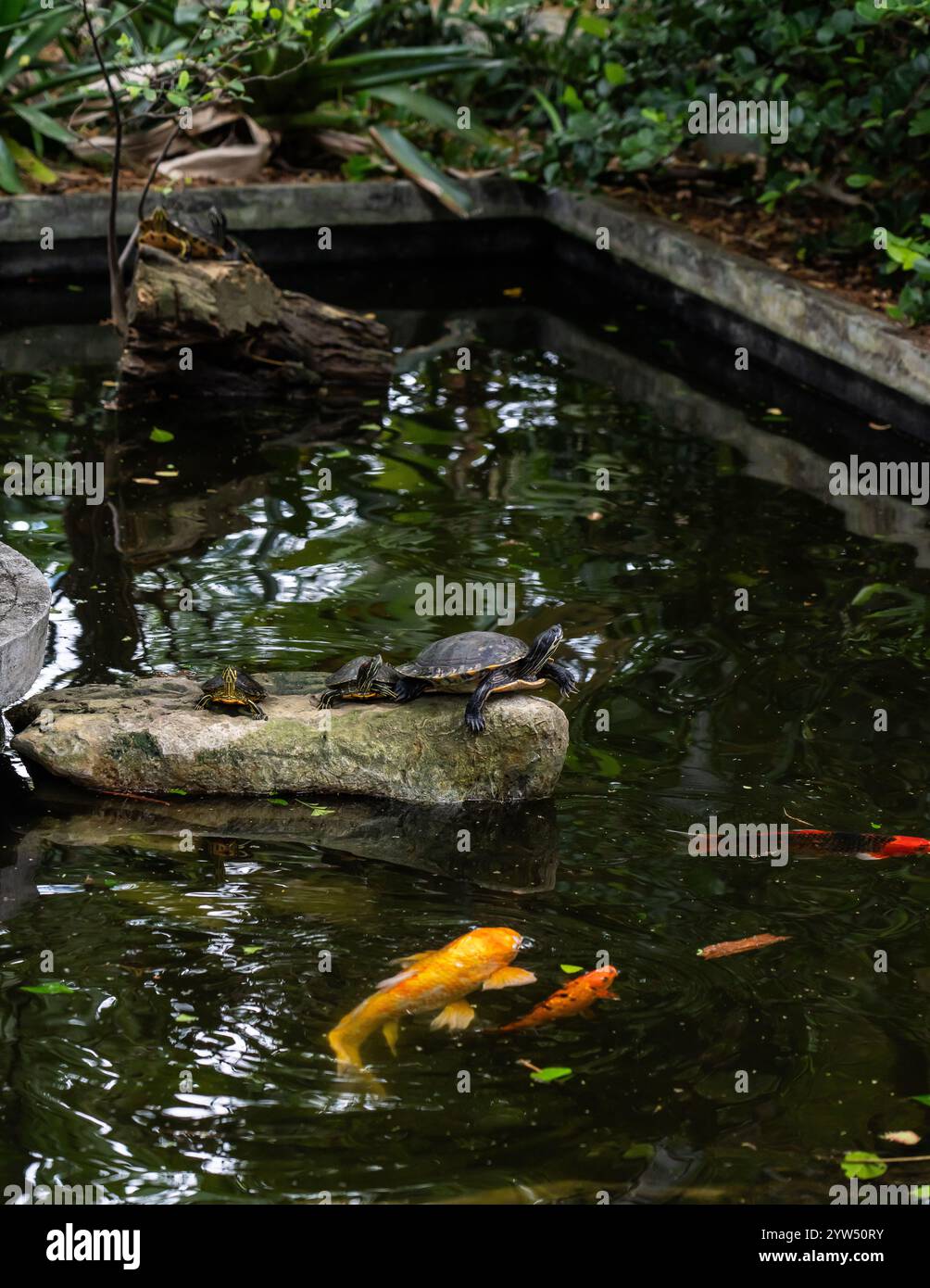 Miami Beach Botanical Garden in South Beach, Miami, Florida. Pond with ...
