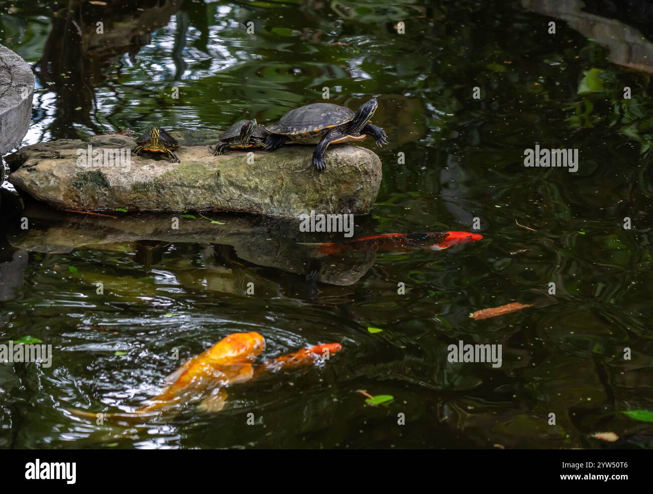 Miami Beach Botanical Garden in South Beach, Miami, Florida. Pond with ...