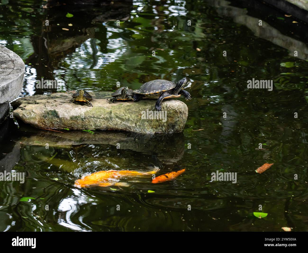 Miami Beach Botanical Garden in South Beach, Miami, Florida. Pond with ...