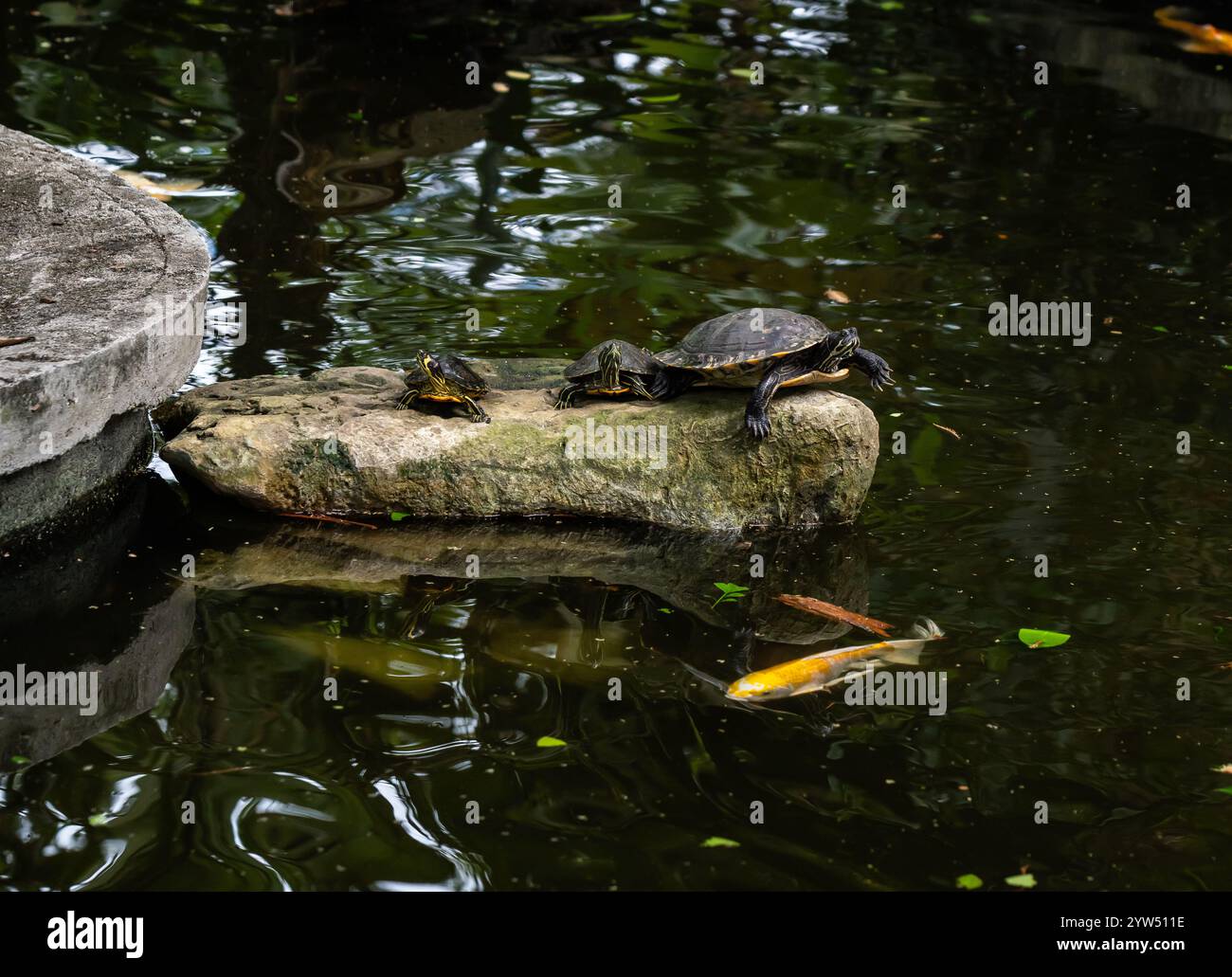 Miami Beach Botanical Garden in South Beach, Miami, Florida. Pond with ...