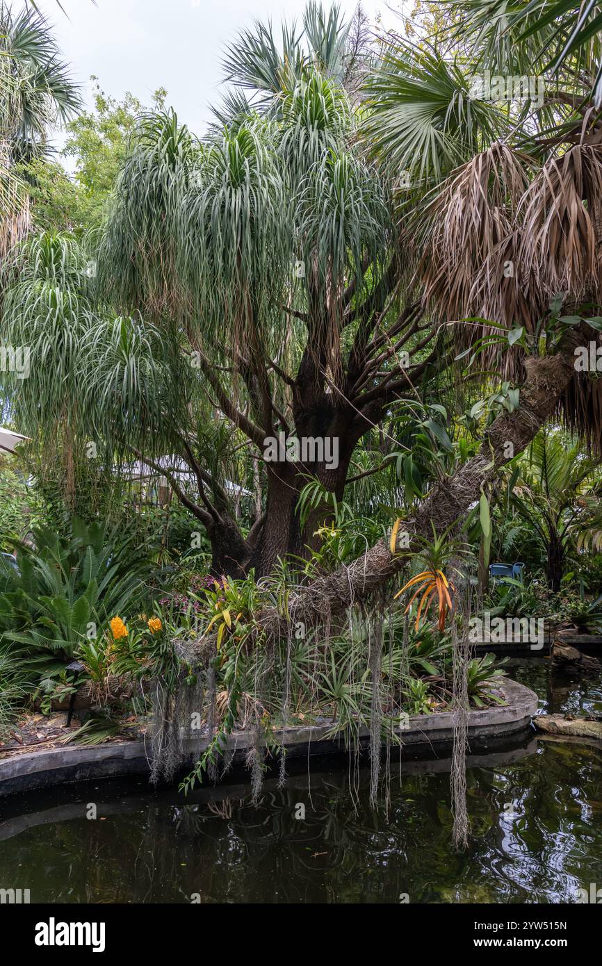 Miami Beach Botanical Garden in South Beach, Miami, Florida. Pond with ...
