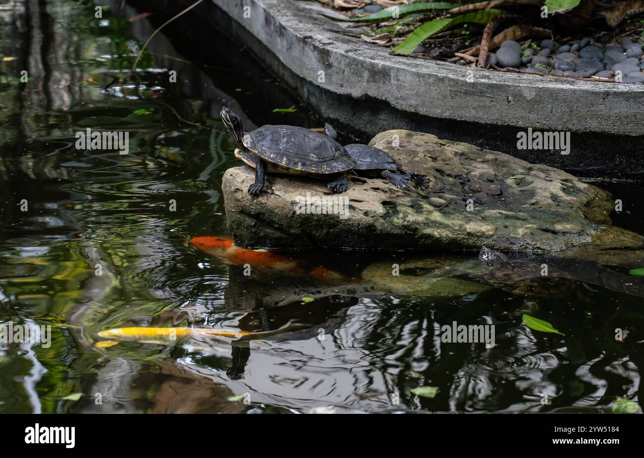 Miami Beach Botanical Garden in South Beach, Miami, Florida. Pond with ...