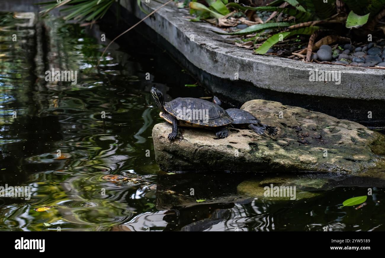 Miami Beach Botanical Garden in South Beach, Miami, Florida. Pond with ...