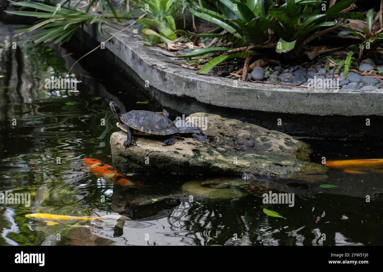 Miami Beach Botanical Garden in South Beach, Miami, Florida. Pond with ...