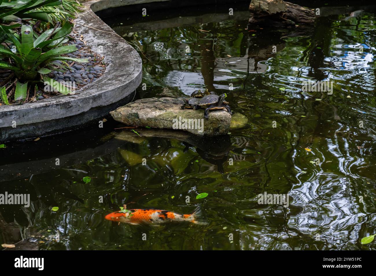 Miami Beach Botanical Garden in South Beach, Miami, Florida. Pond with ...