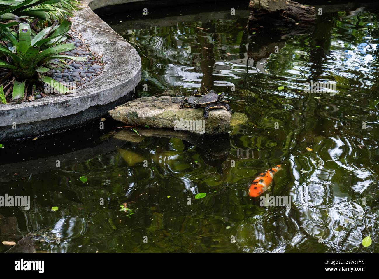 Miami Beach Botanical Garden in South Beach, Miami, Florida. Pond with ...