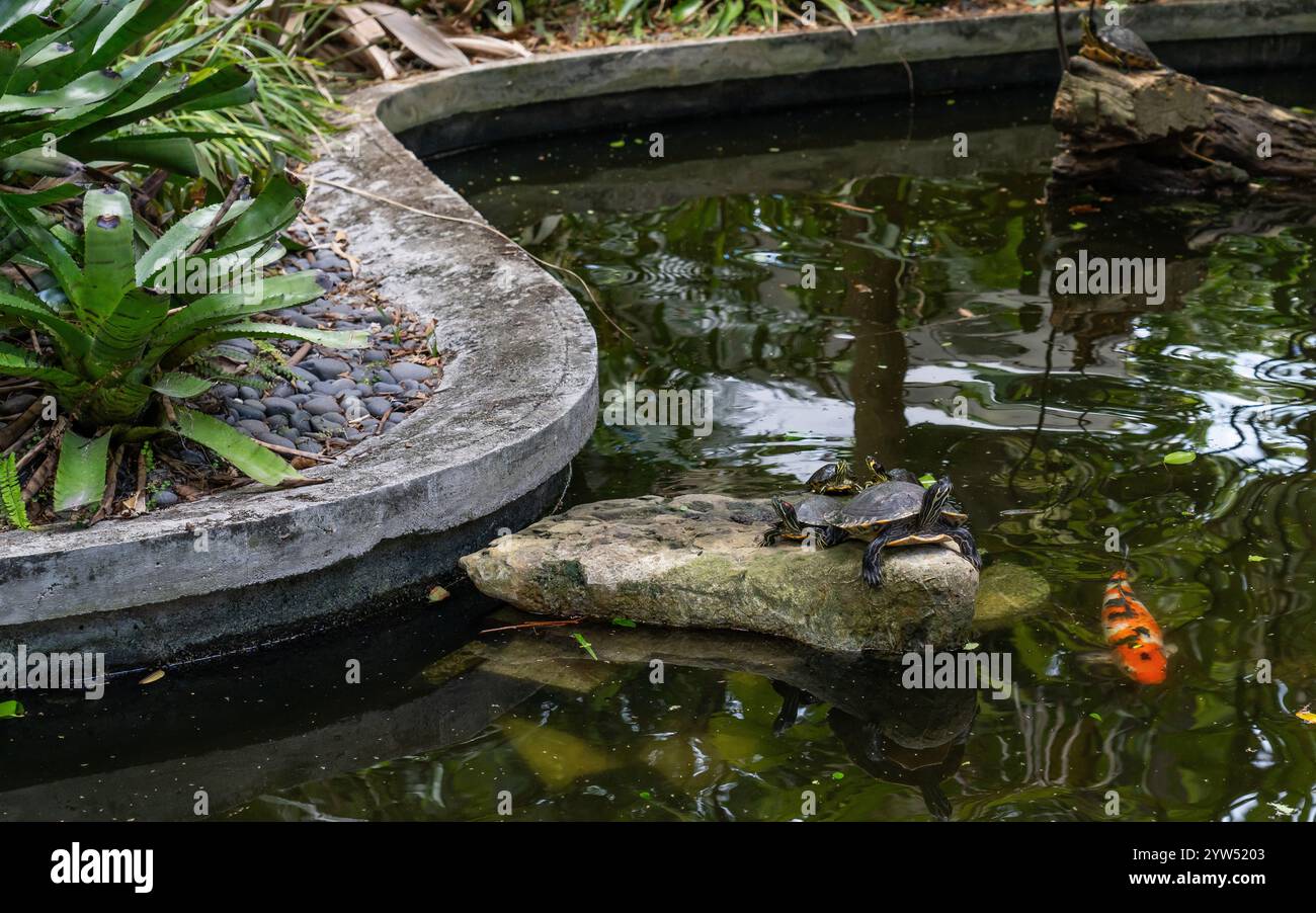 Miami Beach Botanical Garden in South Beach, Miami, Florida. Pond with ...