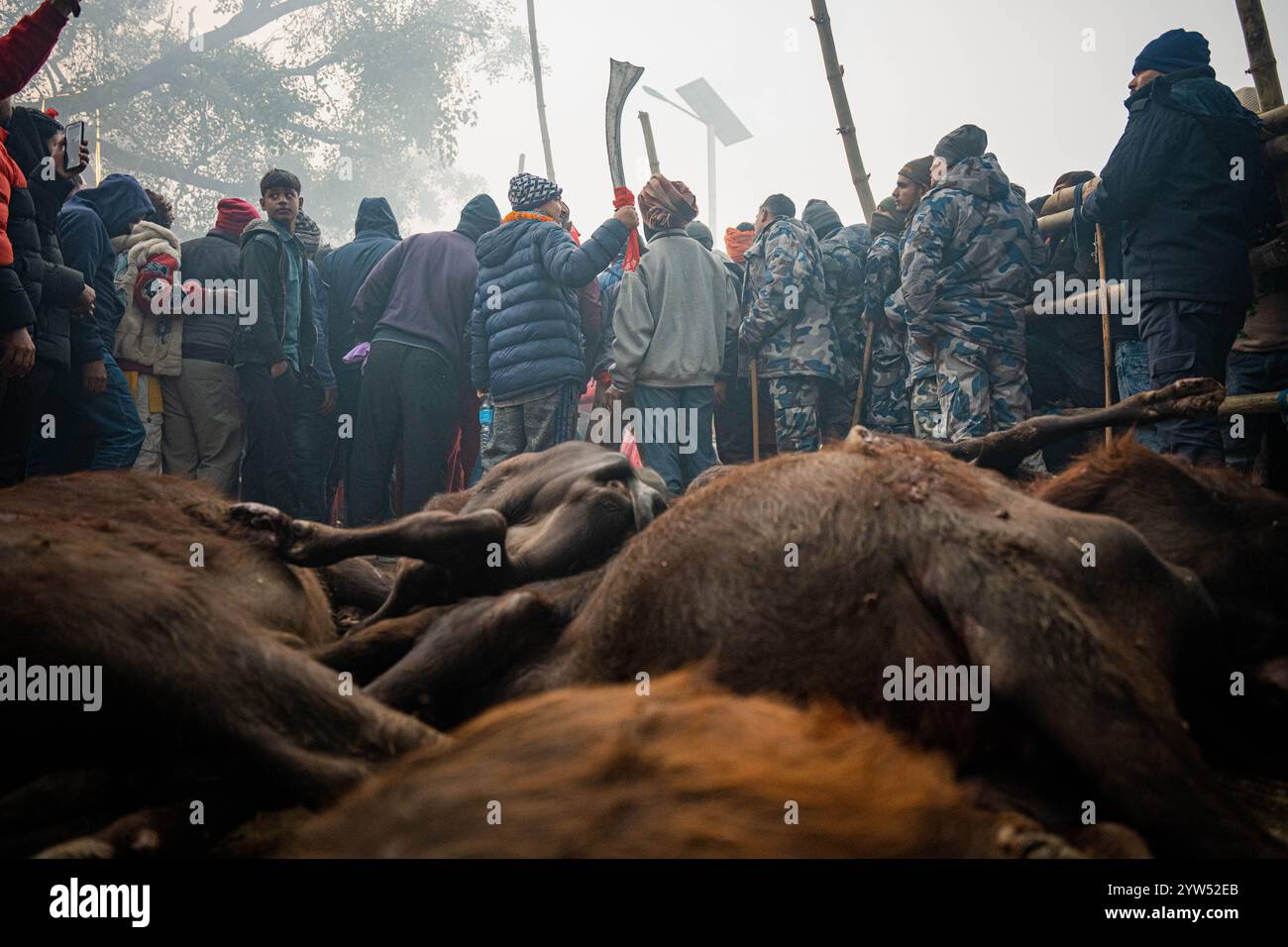 Nepal bara gadhimai hi-res stock photography and images - Alamy